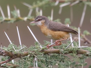 Northern Crombec - Sylvietta brachyura - Birds of the World
