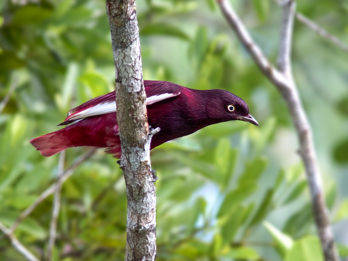 Pompadour Cotinga - Xipholena punicea - Birds of the World