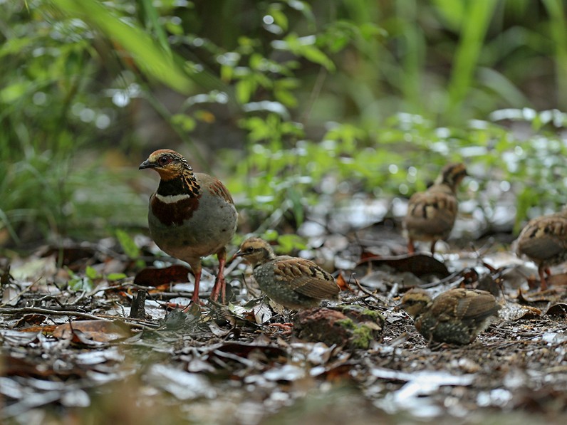 White-necklaced Partridge - eBird