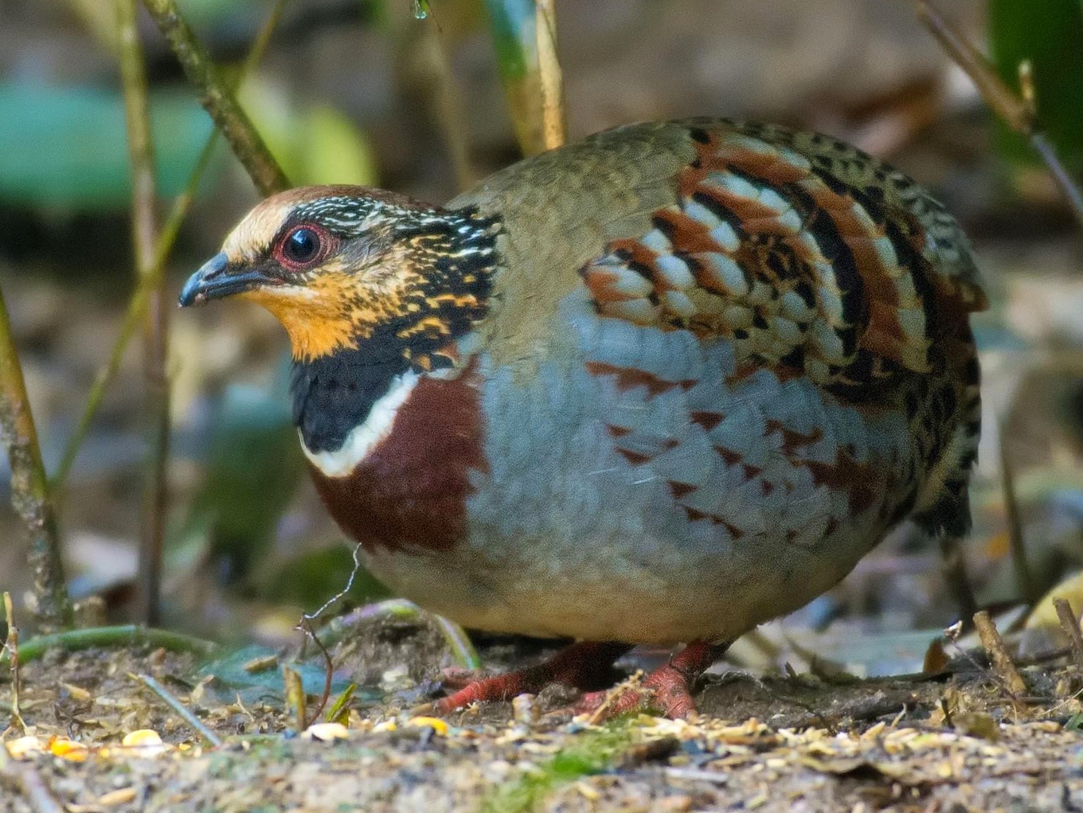 White-necklaced Partridge - eBird