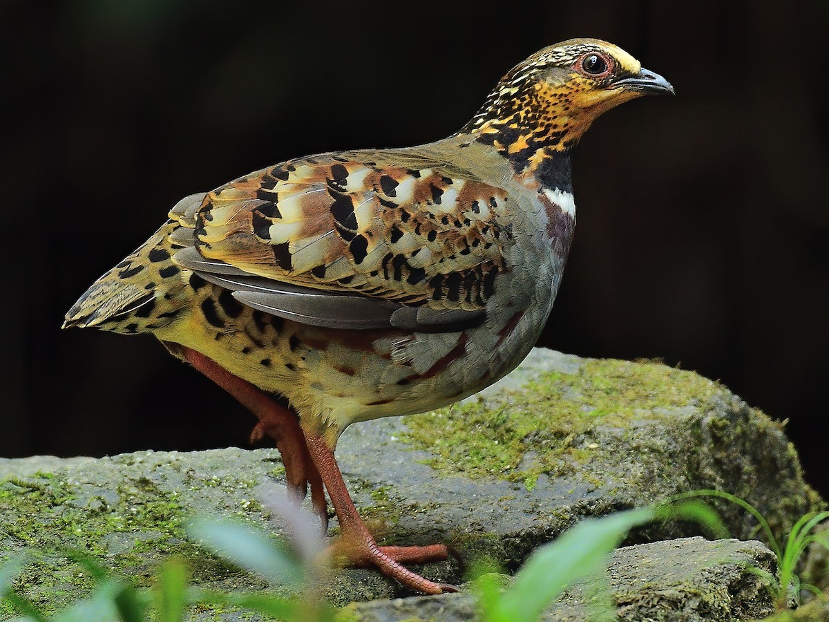 White-necklaced Partridge - Arborophila gingica - Birds of the World
