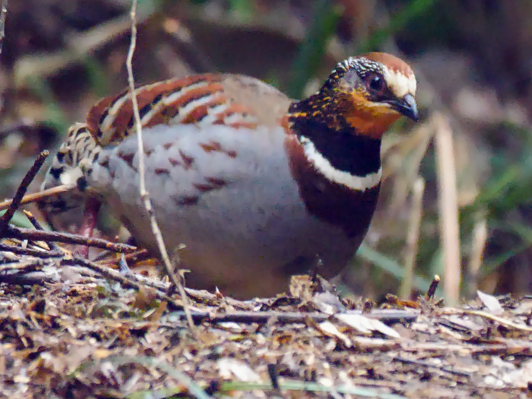 White-necklaced Partridge - eBird