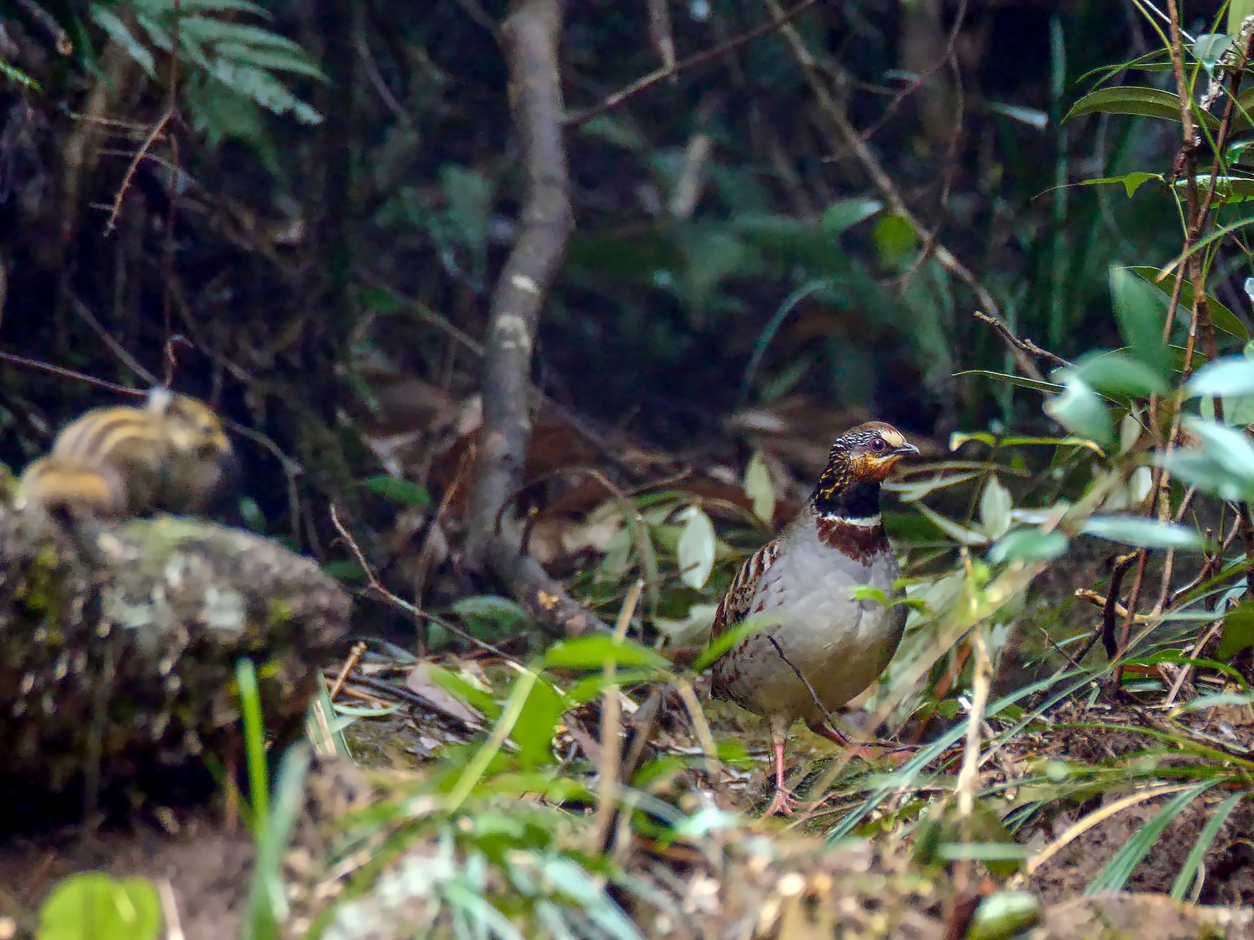 White-necklaced Partridge - eBird
