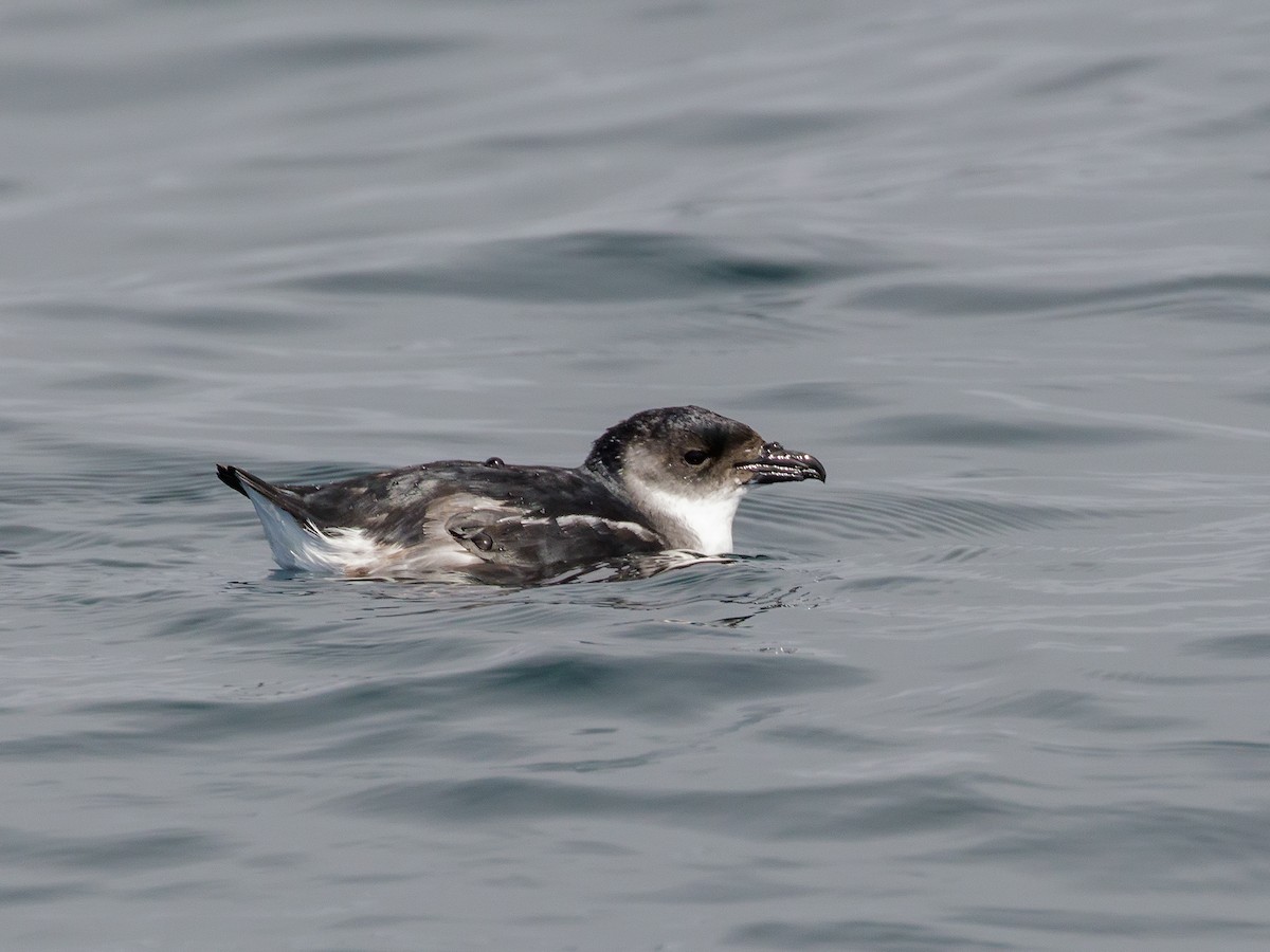 Peruvian Diving-Petrel - Pelecanoides garnotii - Birds of the World