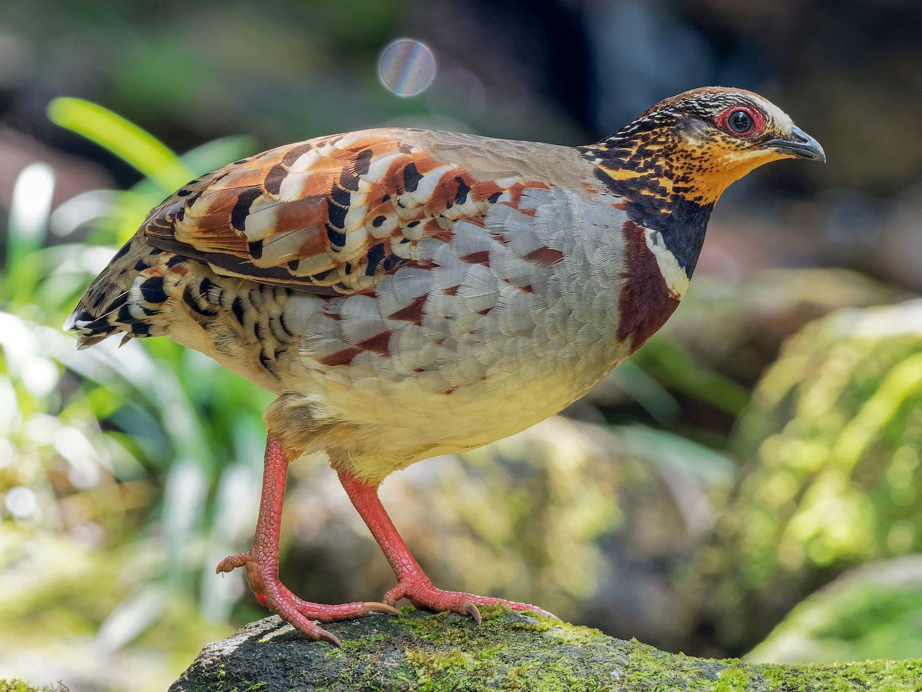 White-necklaced Partridge - eBird