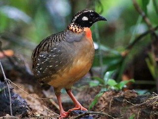 Hainan Partridge - Arborophila ardens - Birds of the World