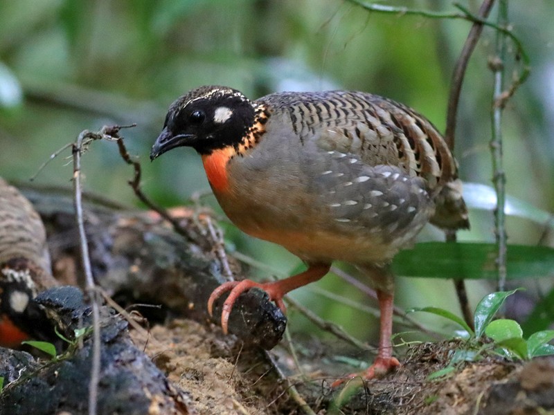 Hainan Partridge - eBird