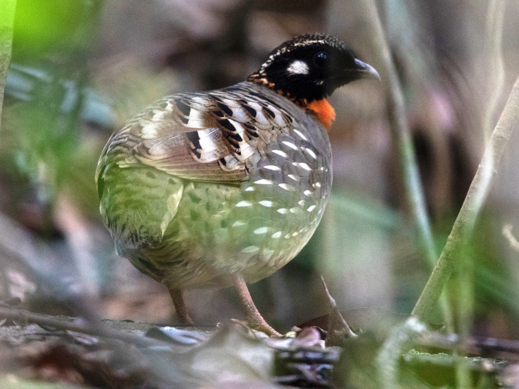 Hainan Partridge - eBird