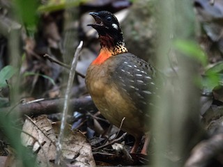 Hainan Partridge - eBird