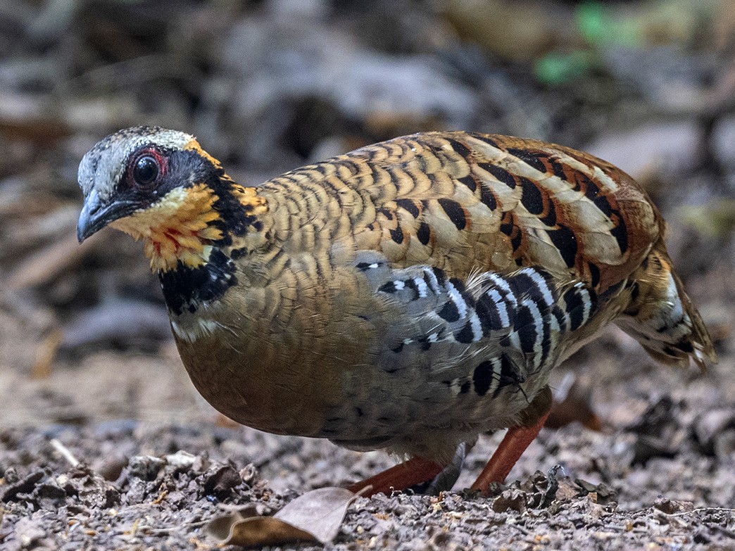 Orange-necked Partridge - eBird