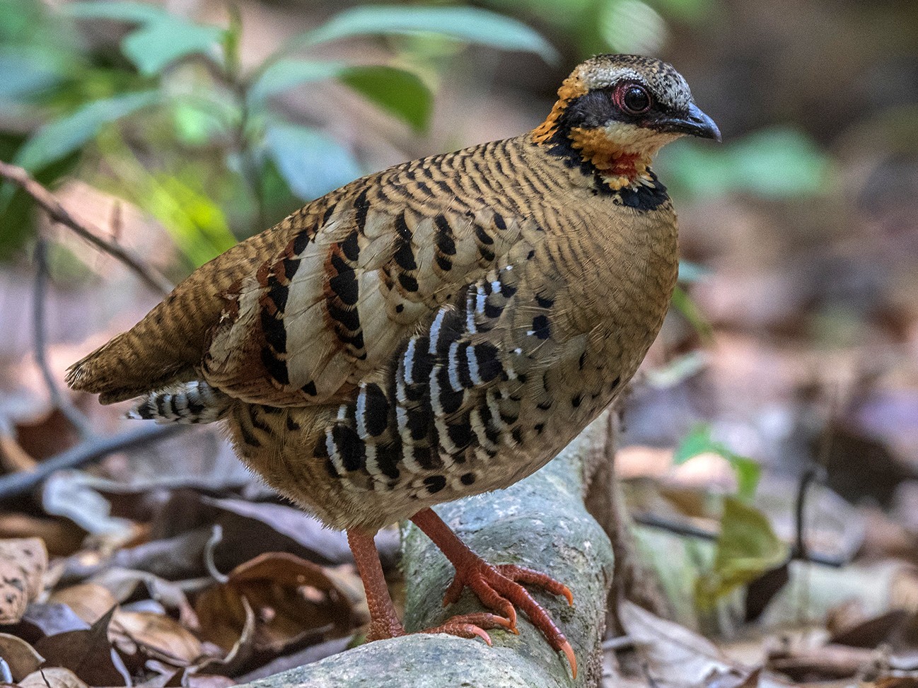 Partridge