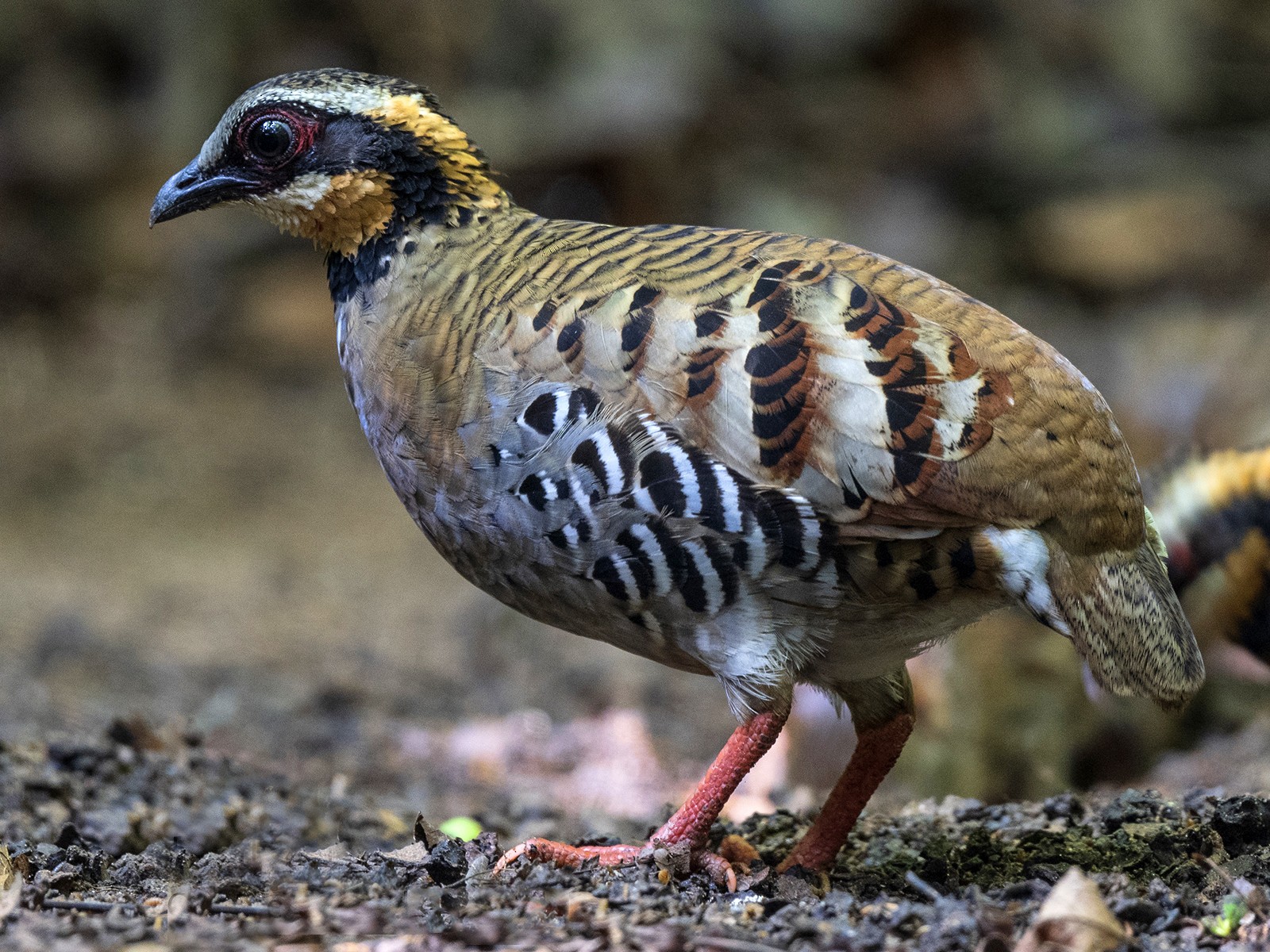 Orange-necked Partridge - eBird