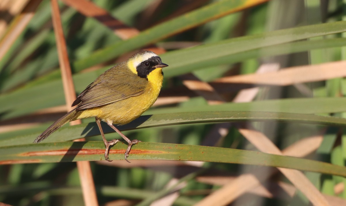 Common Yellowthroat (chapalensis) - eBird