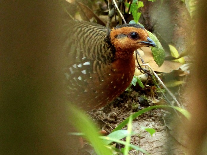 Chestnut-headed Partridge - eBird