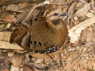 Chestnut-headed Partridge - Arborophila cambodiana - Birds of the World
