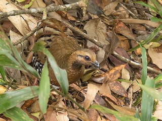 Chestnut-headed Partridge - eBird