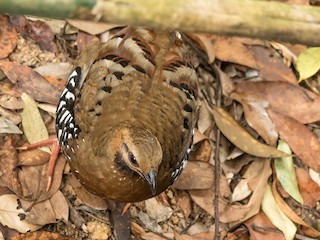 Chestnut-headed Partridge - eBird
