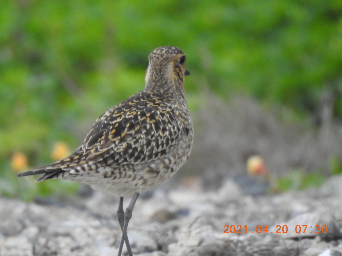 eBird Checklist - 20 Apr 2021 - 馬祖--西引五百障礙場(Matsu--Xiyin Obstacle Field ...