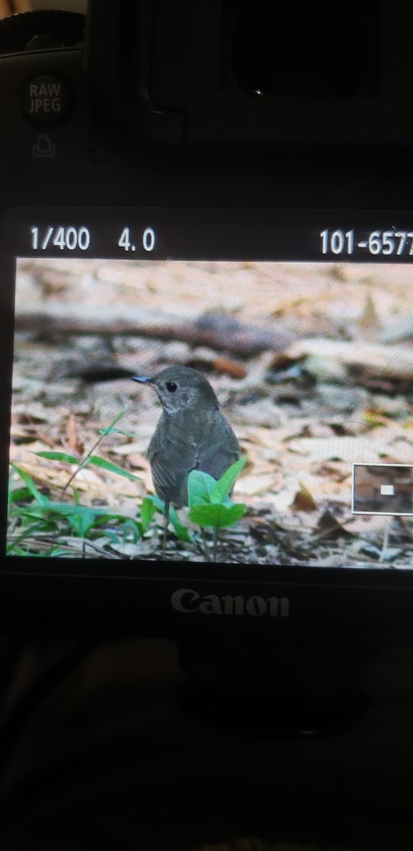 ML336926701 - Catharus sp. - Macaulay Library