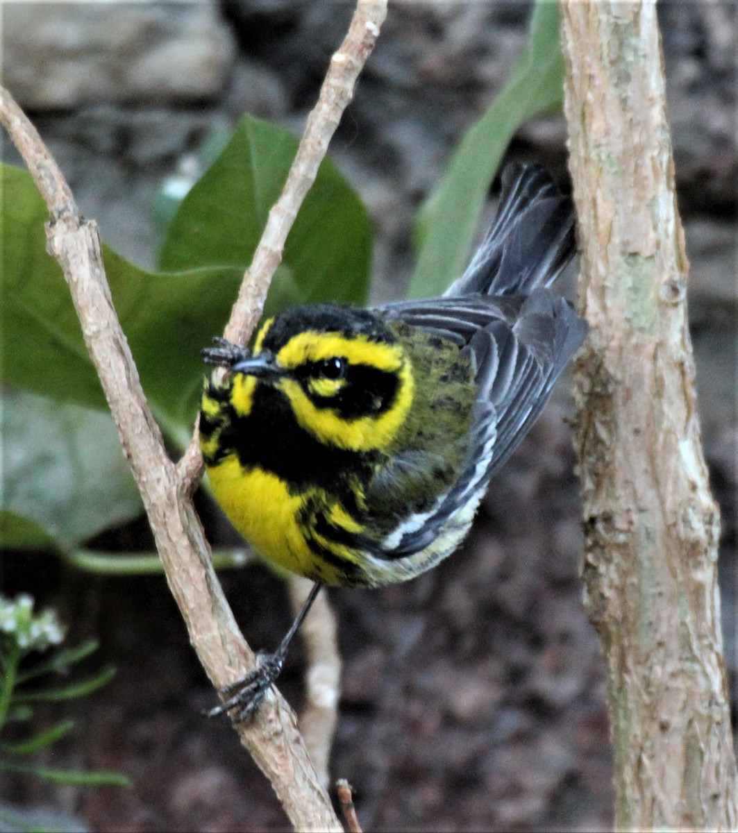 eBird Checklist - 11 May 2021 - 1. Mule Pass Yard - 53 species (+1 ...