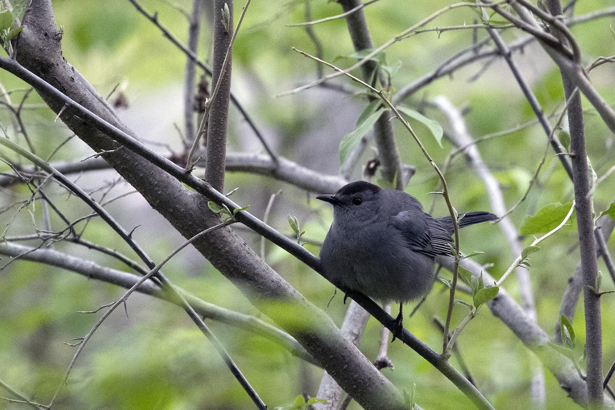 eBird Checklist - 11 May 2021 - Mormon Island SRA - 33 species