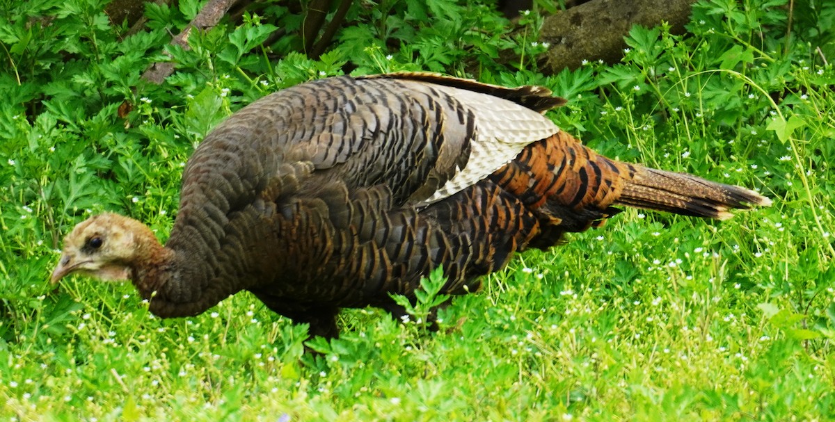 eBird Checklist - 11 May 2021 - Spruce Run Recreation Area - 57 species ...