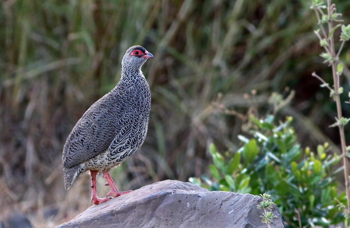Harwood's Spurfowl - Pternistis harwoodi - Birds of the World