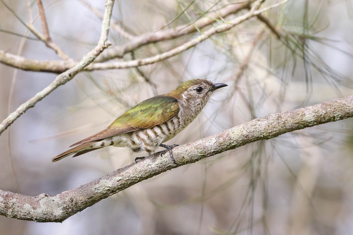 Shining Bronze-Cuckoo - Chrysococcyx lucidus - Media Search - Macaulay ...