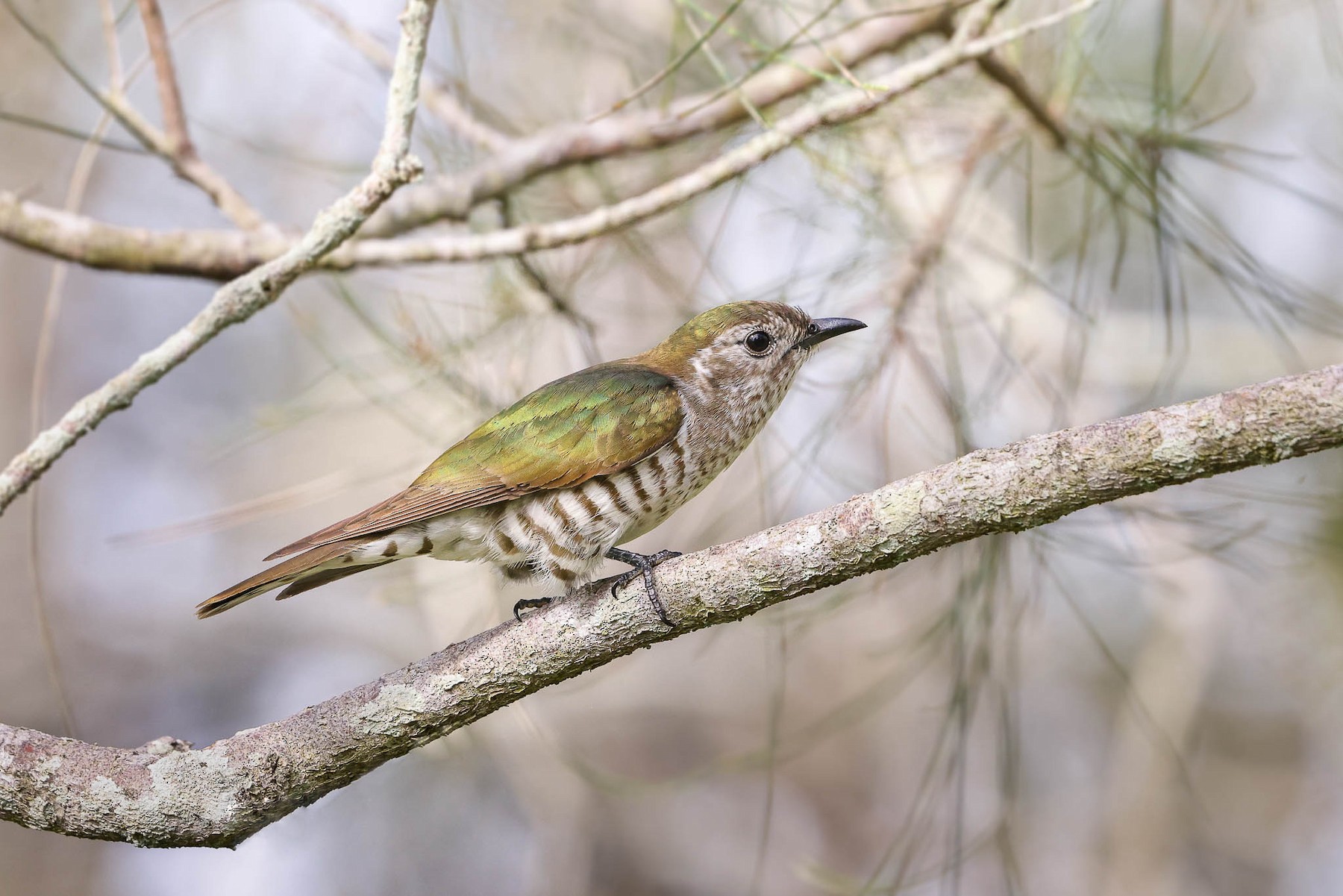 Shining Bronze-Cuckoo (Shining) - eBird