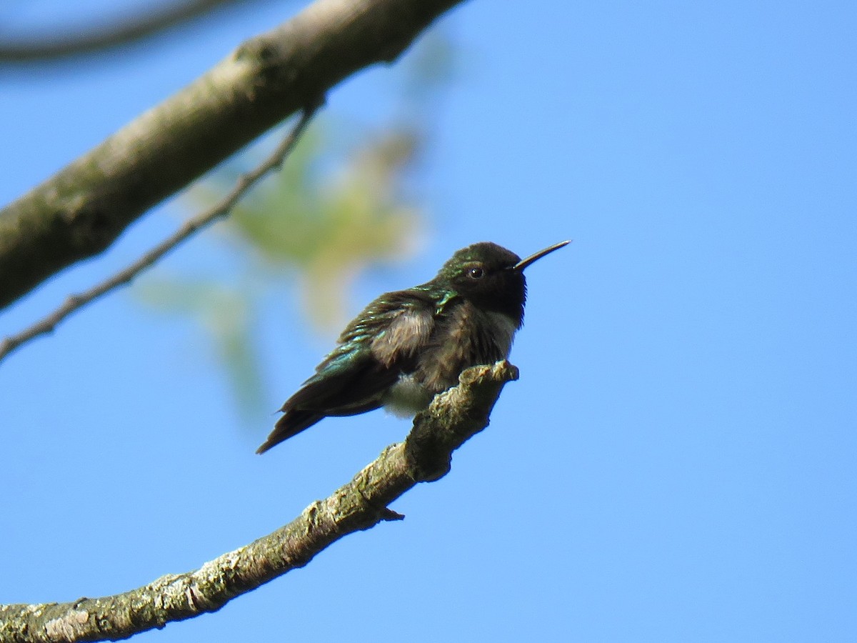 Maryland-DC Breeding Bird Atlas Checklist - 12 May 2021 - Hashawha ...