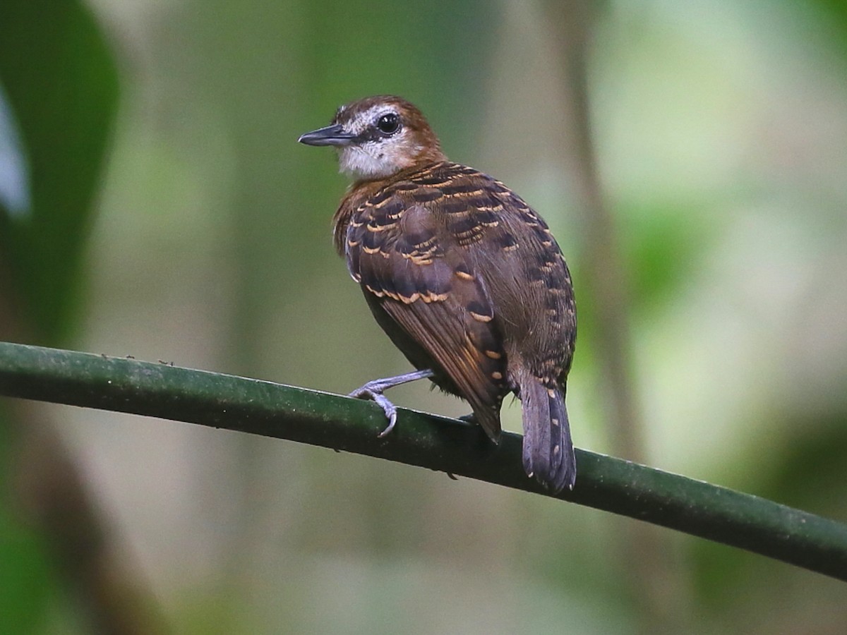 Lunulated Antbird - Oneillornis lunulatus - Birds of the World