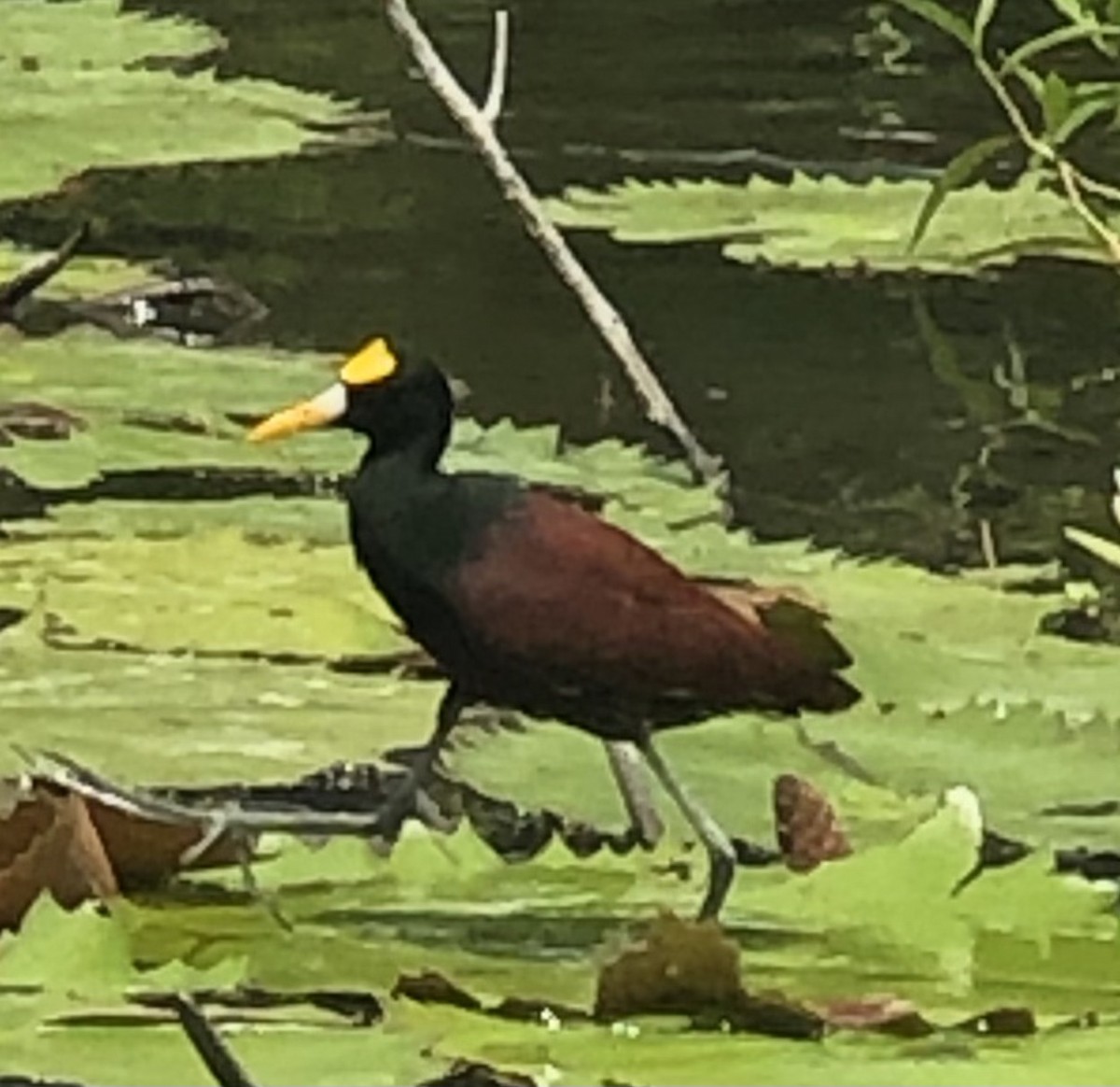 eBird Checklist - 11 May 2021 - New River (waterway) - 19 species