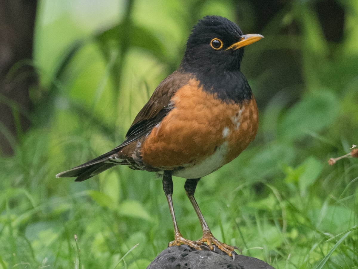 Izu Thrush - Turdus celaenops - Birds of the World