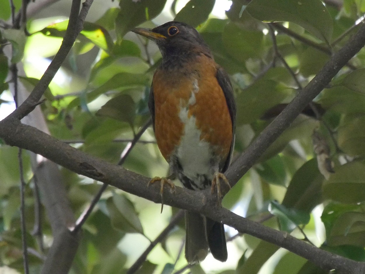 Izu Thrush - eBird