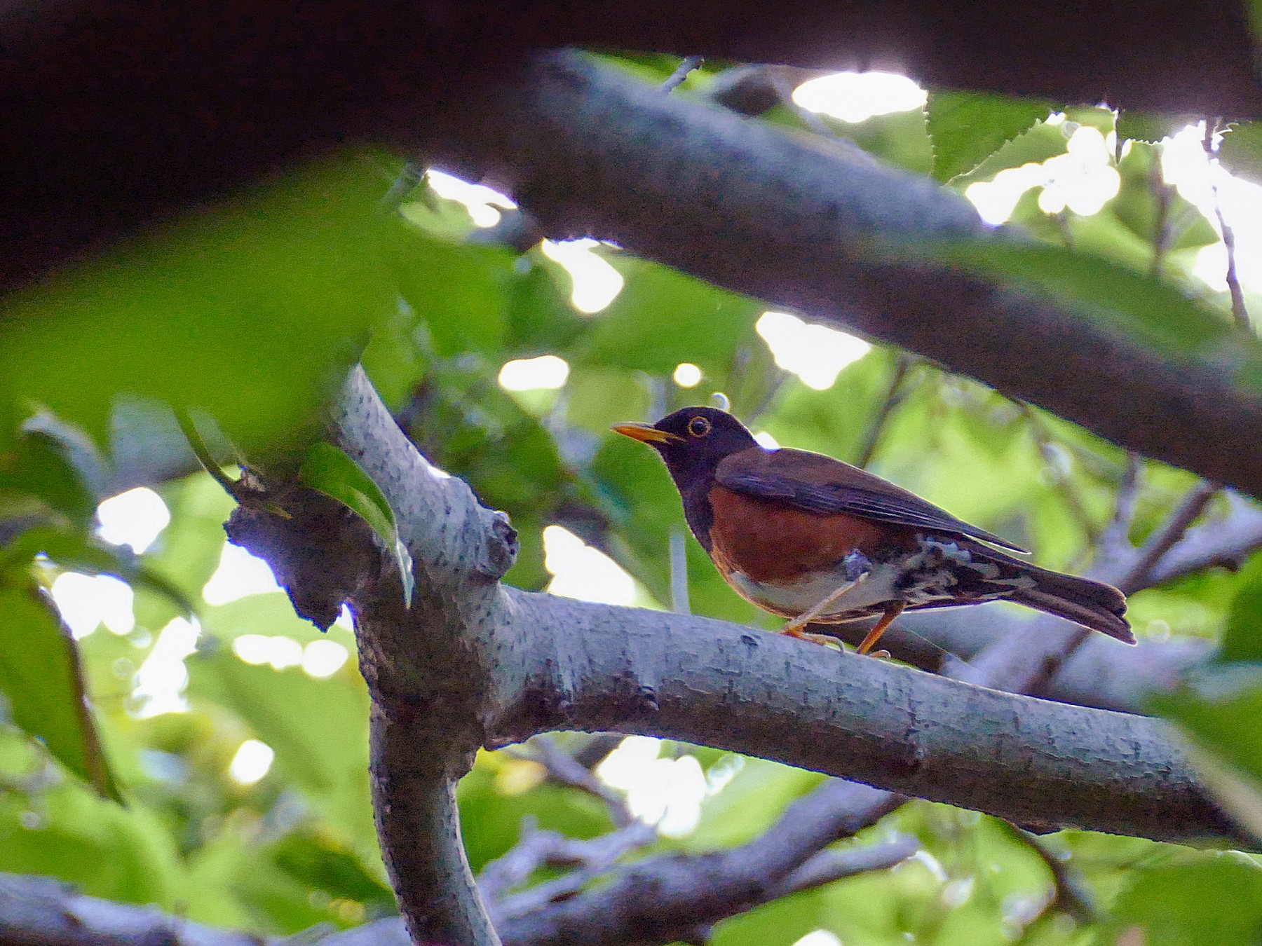 Izu Thrush - eBird