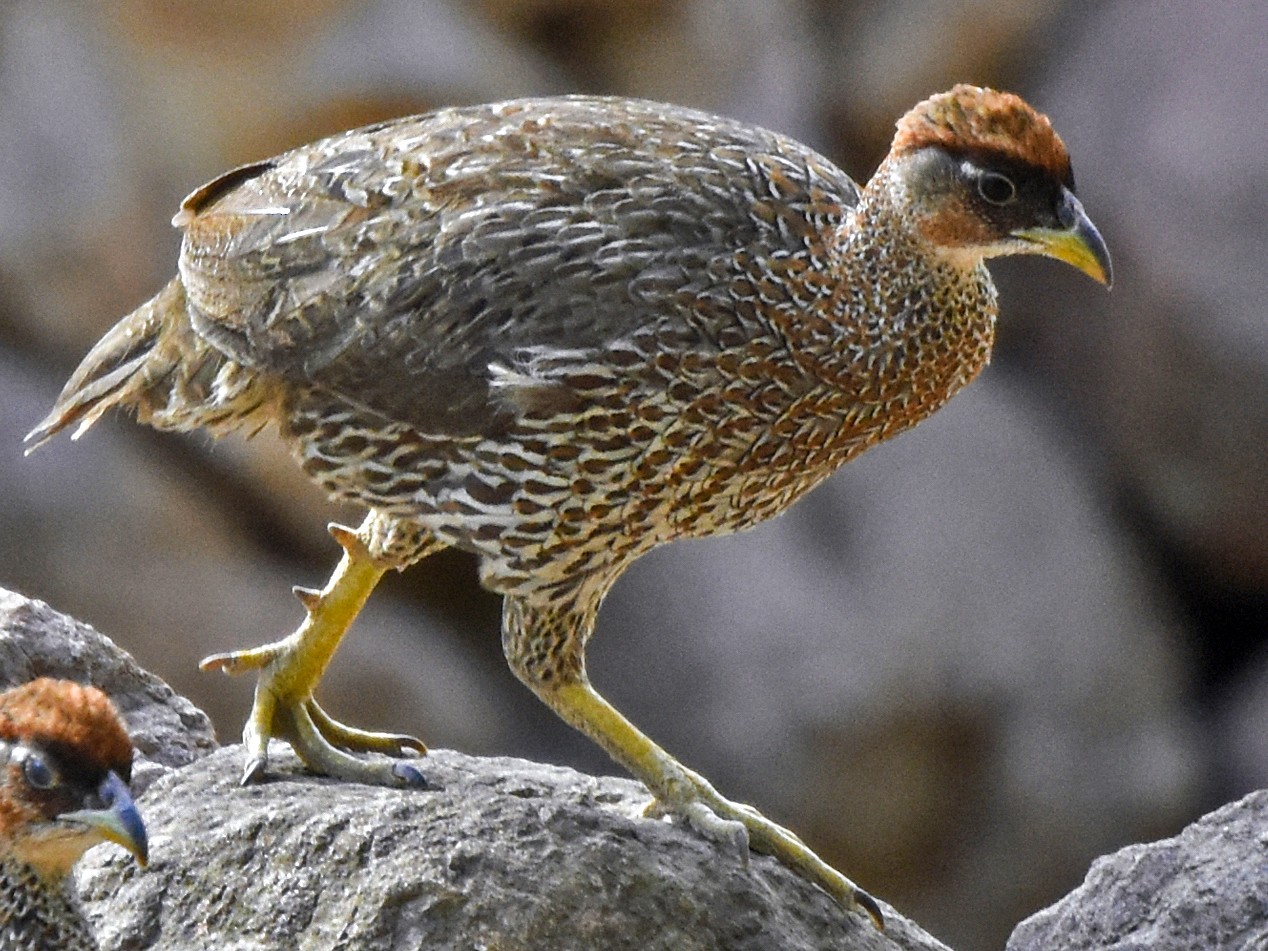 Djibouti Francolin - eBird