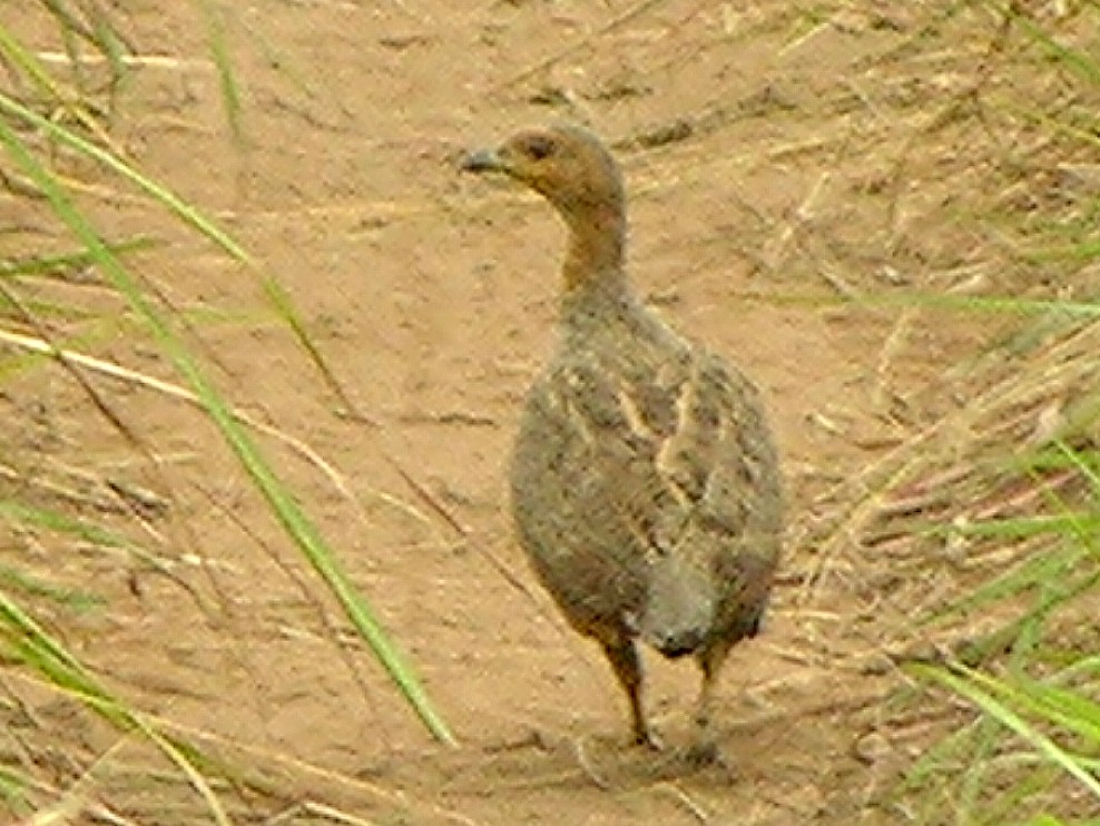 Finsch's Francolin - eBird