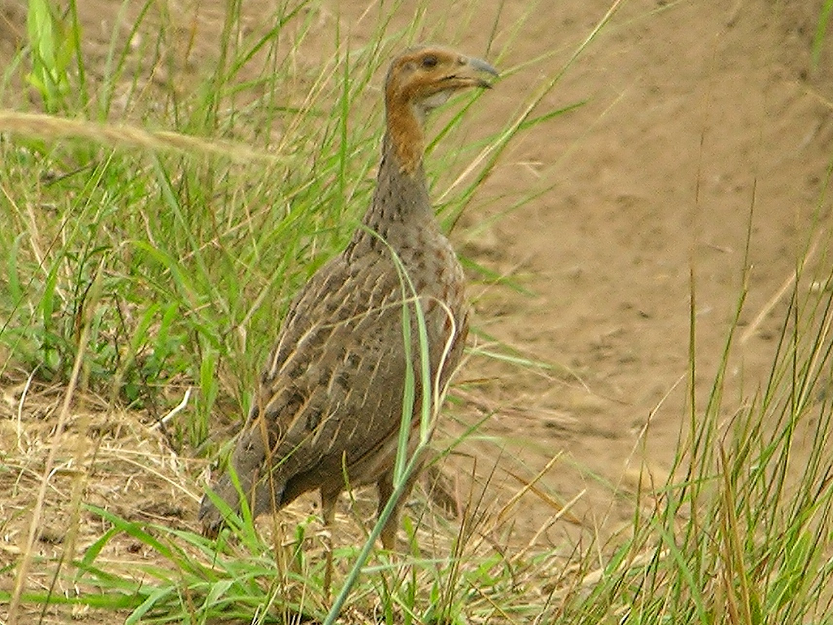 Finsch's Francolin - eBird