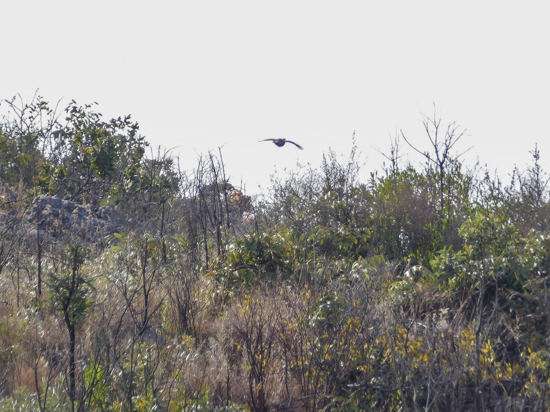 Finsch's Francolin - eBird