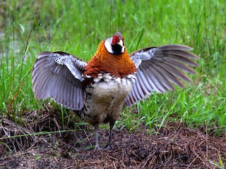 Elliot's Pheasant - eBird
