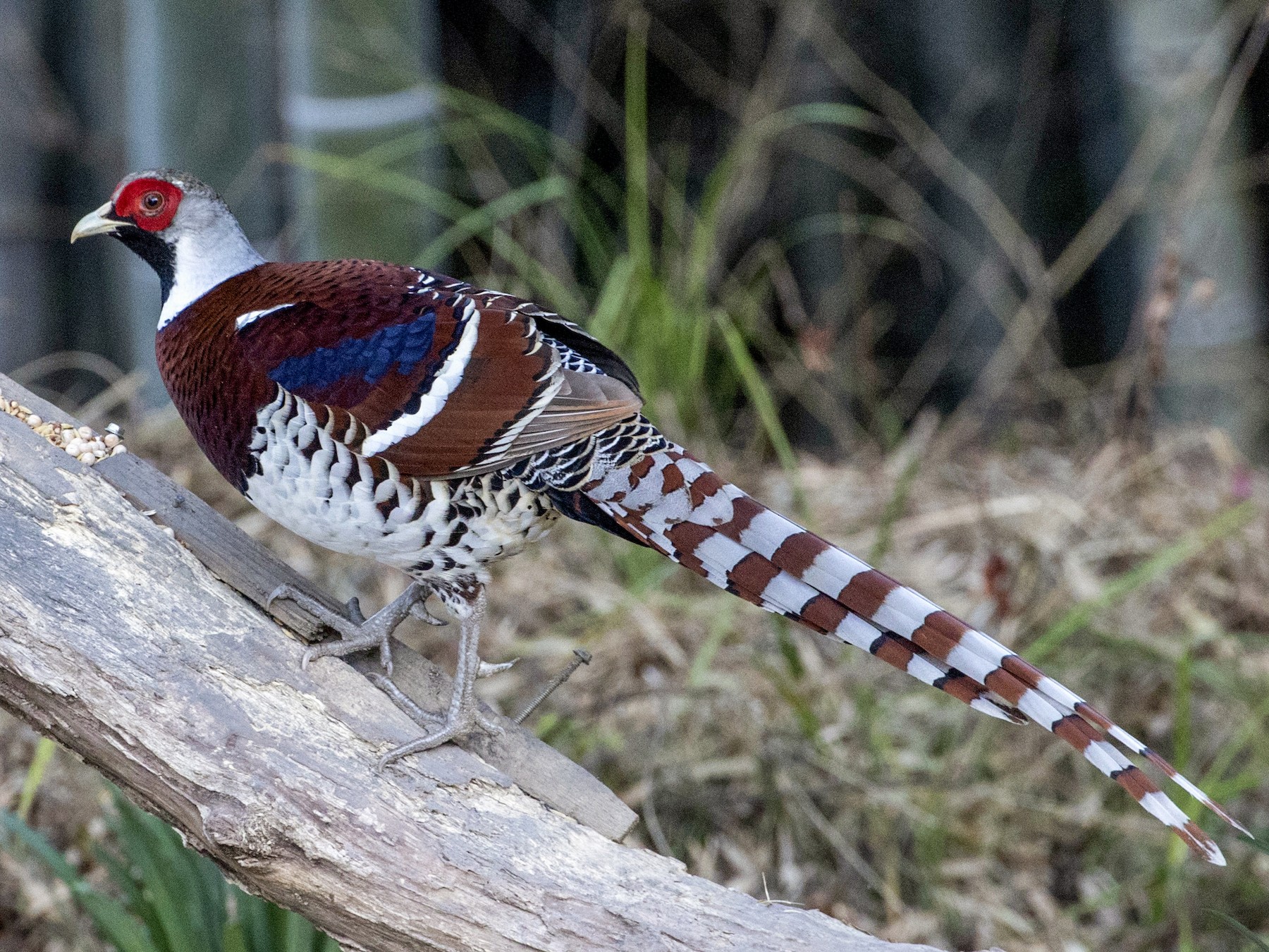 Elliot's Pheasant - eBird