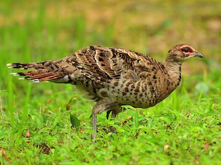 Elliot's Pheasant - eBird