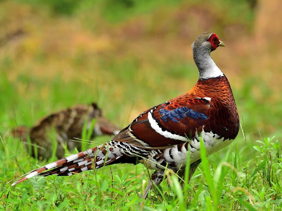 Elliot's Pheasant - eBird