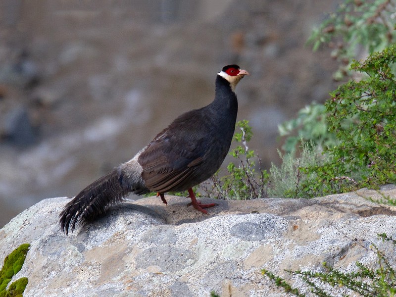 Tibetan Eared-Pheasant - eBird
