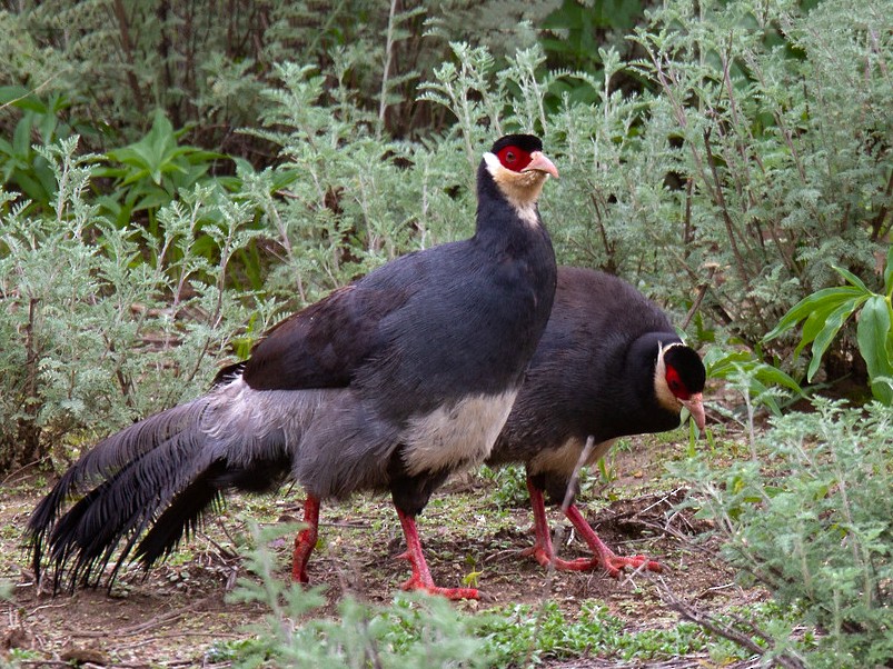 Tibetan Eared-Pheasant - eBird