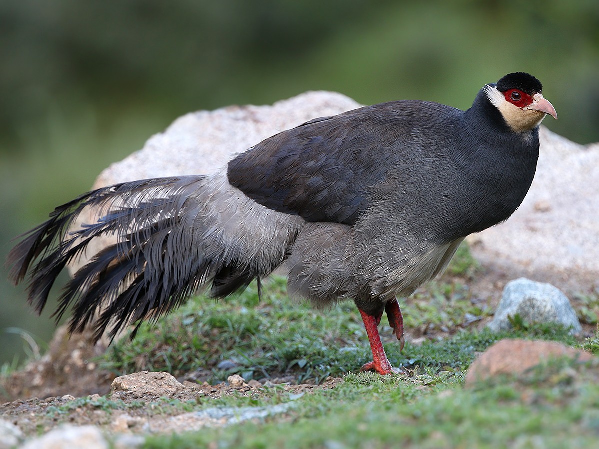 Tibetan Eared-Pheasant - eBird