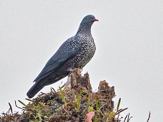 Cameroon Pigeon - eBird