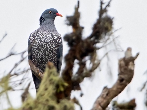 Cameroon Olive Pigeon - eBird