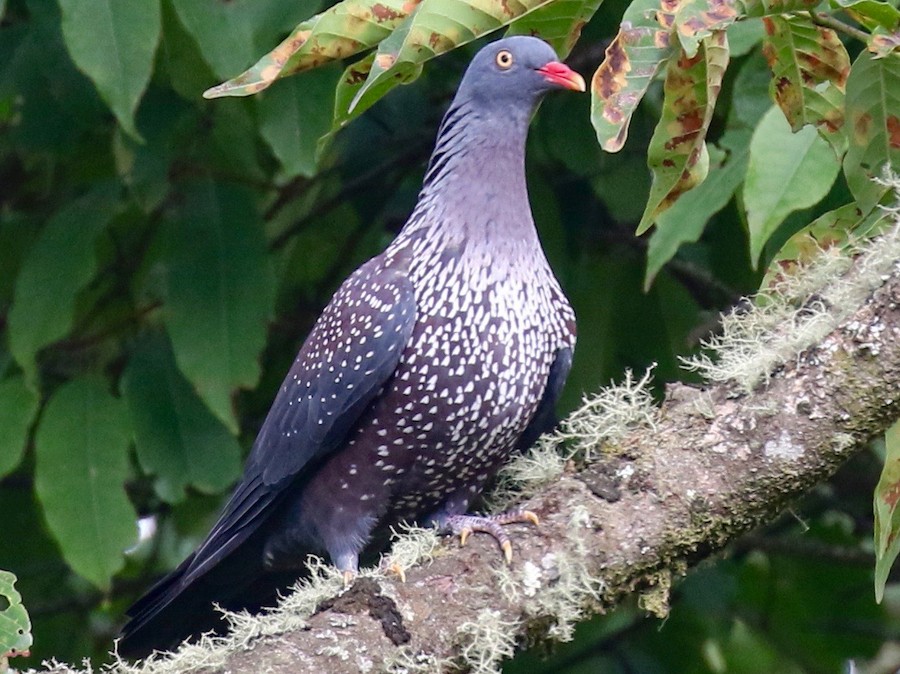 Cameroon Pigeon - eBird
