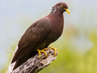 Comoro Pigeon - Columba pollenii - Birds of the World